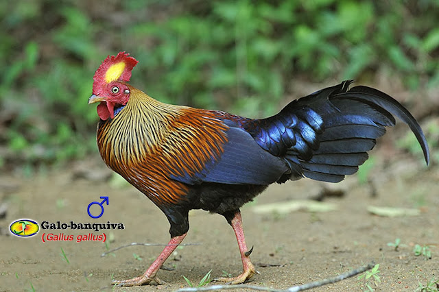 ORNITOLOGIA: Galo-banquiva (Gallus gallus)